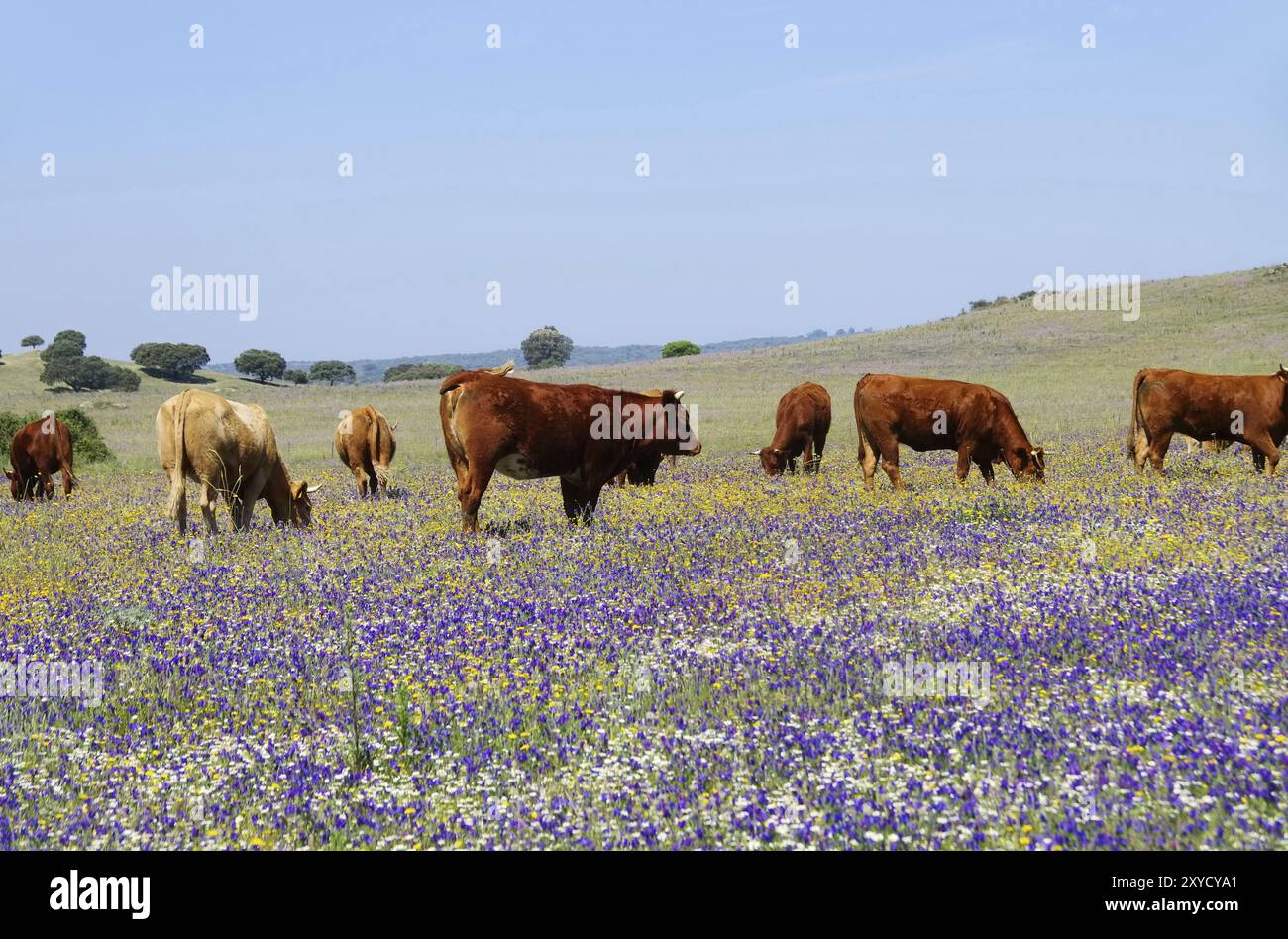 Multi coloured cows hi-res stock photography and images - Alamy
