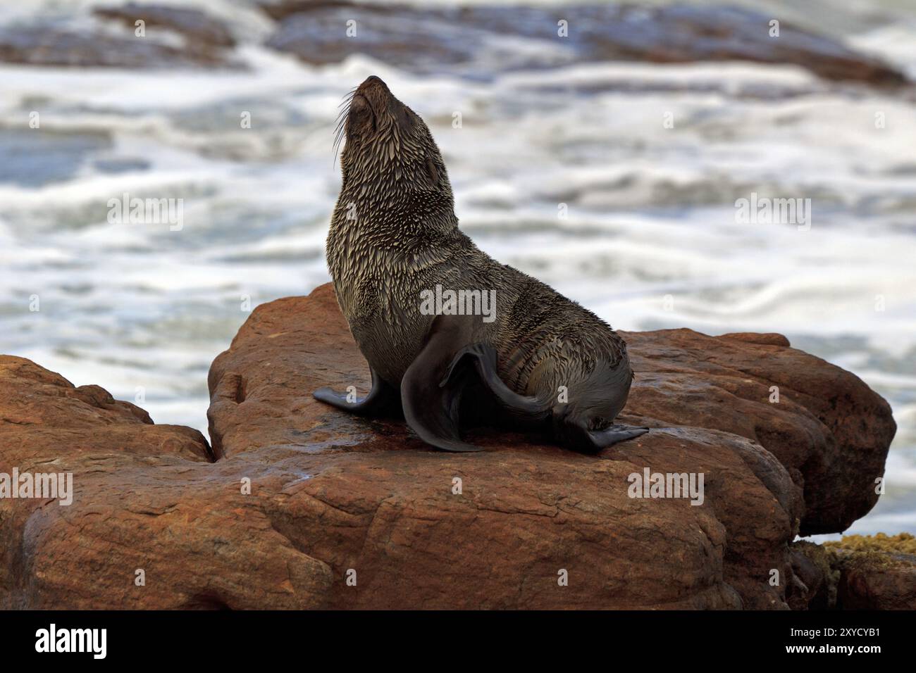 Harbor seals basking on rock hi-res stock photography and images - Alamy