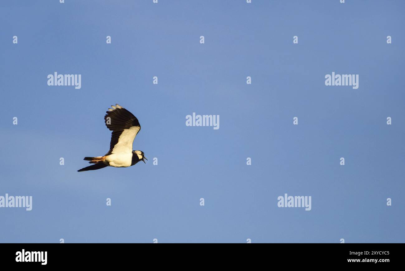 Bird in mid flight displays hi-res stock photography and images - Alamy