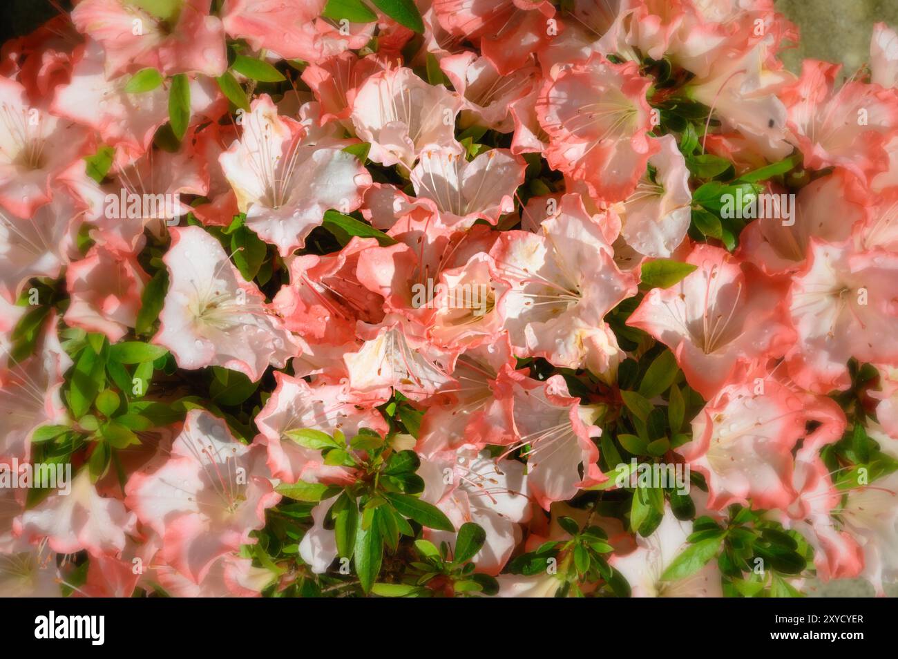Azalea plant hi-res stock photography and images - Alamy