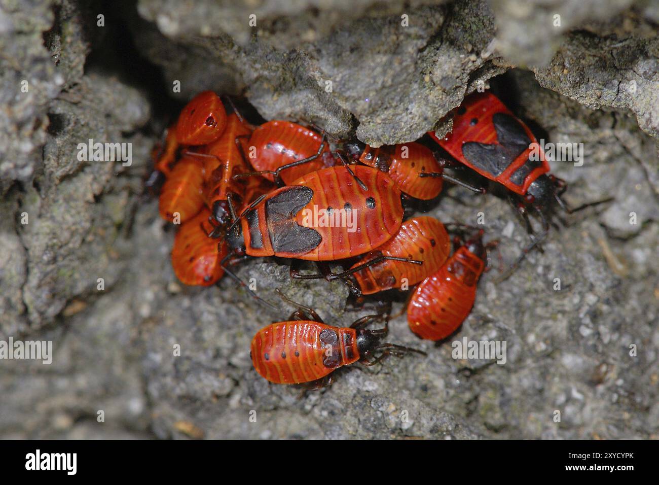 Common firebugs in their hiding place.common firebugs (Pyrrhocoris ...