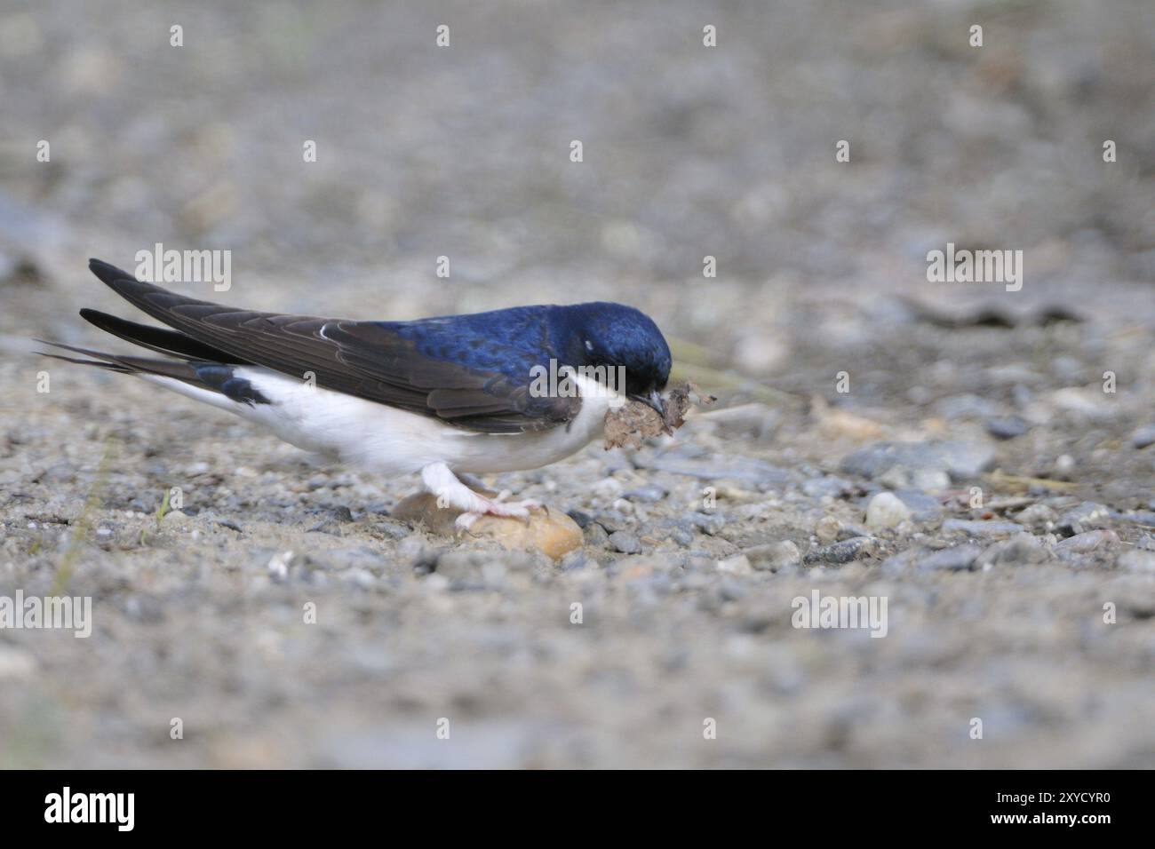 Common House Martin with nesting material. House Martin with nesting ...