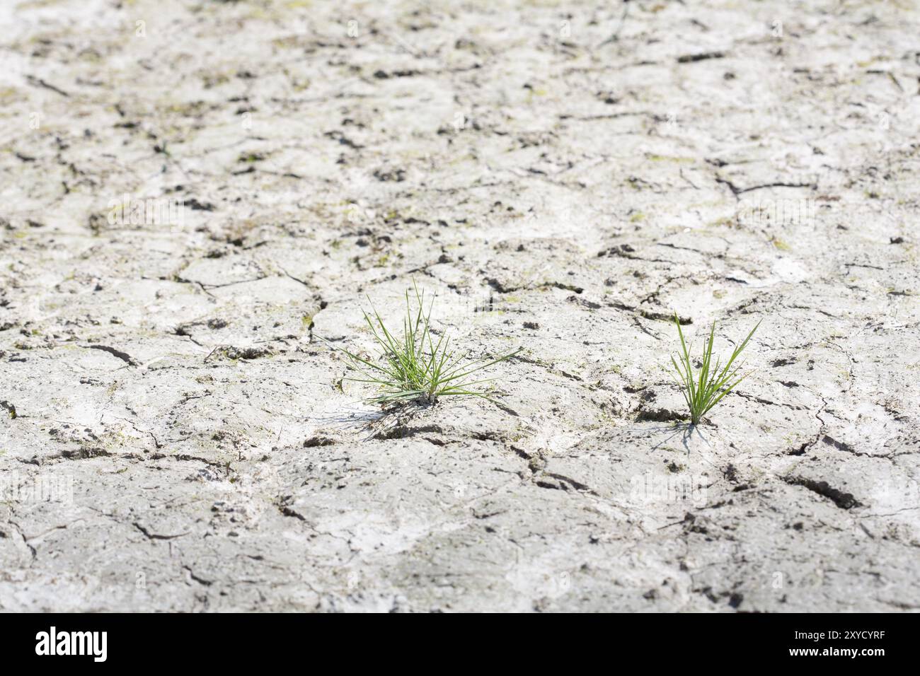 Dried out soil with a small plant Stock Photo - Alamy