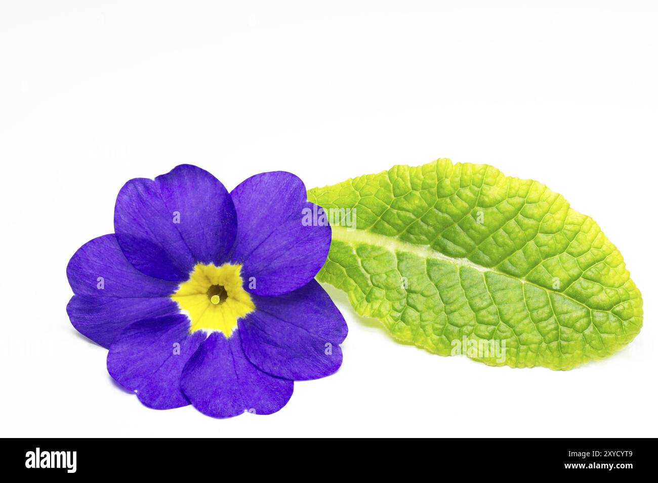 Primrose garden Cut Out Stock Images & Pictures - Alamy