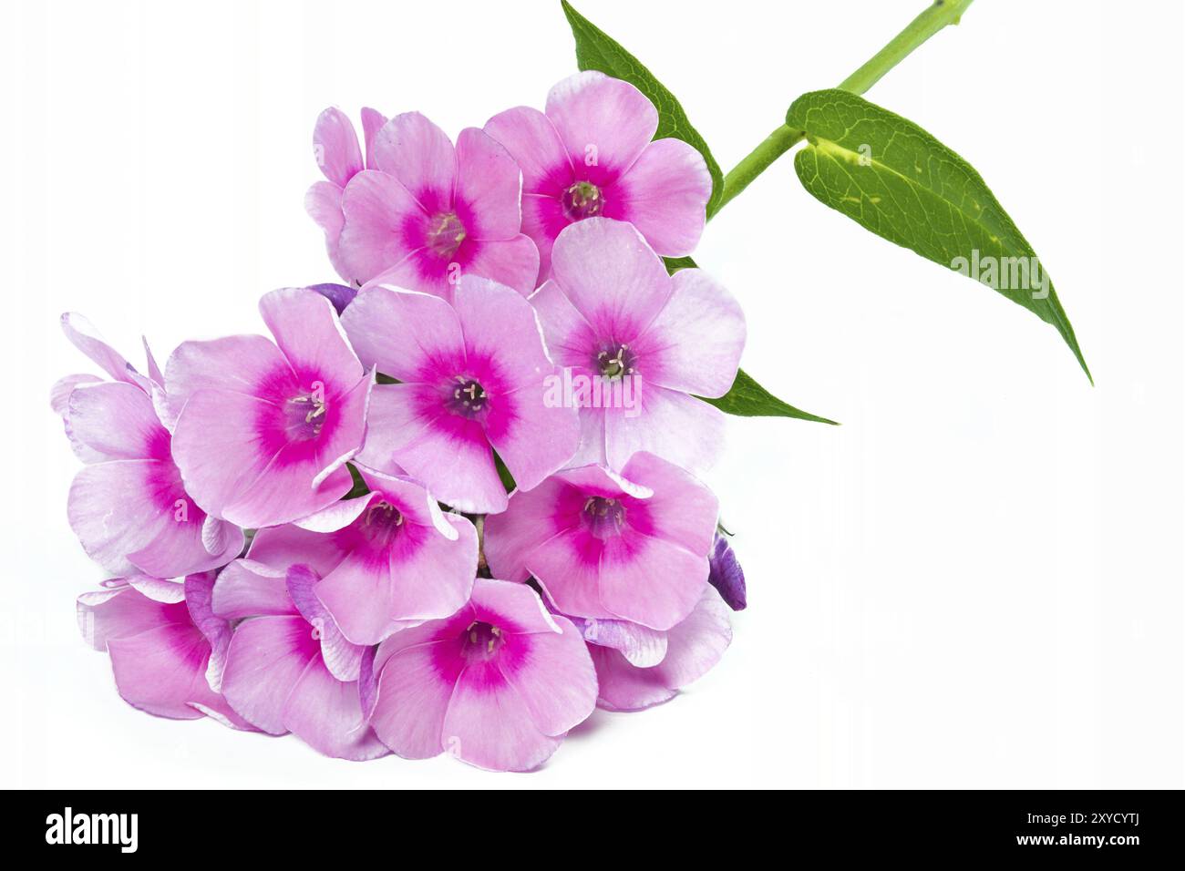 Flowering Phlox paniculata, large DOF Stock Photo - Alamy