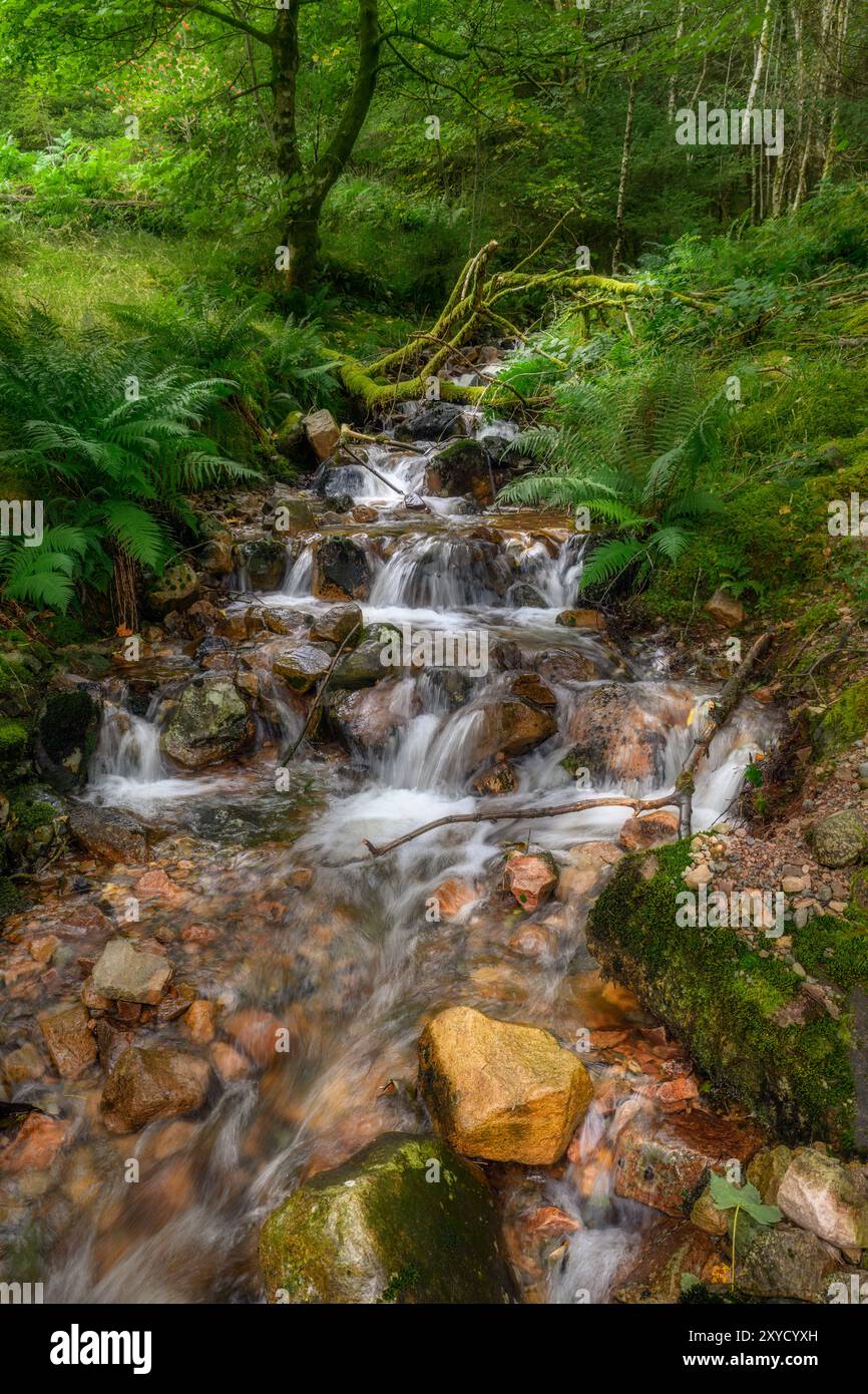Wild ennerdale trees hi-res stock photography and images - Alamy