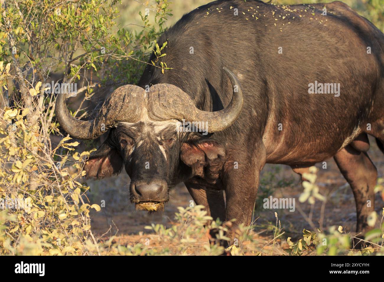 Portrait one buffalo look camera hi-res stock photography and images ...