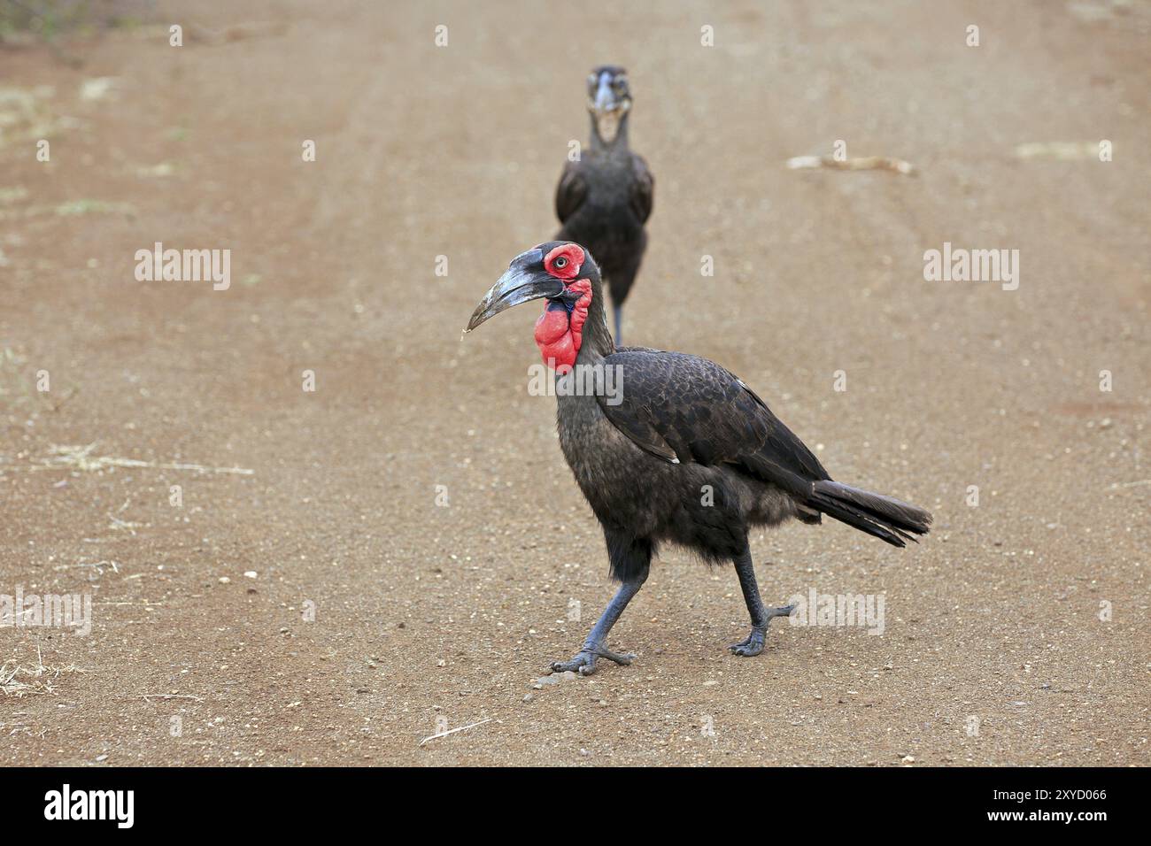 Two hornbills looking food hi-res stock photography and images - Alamy