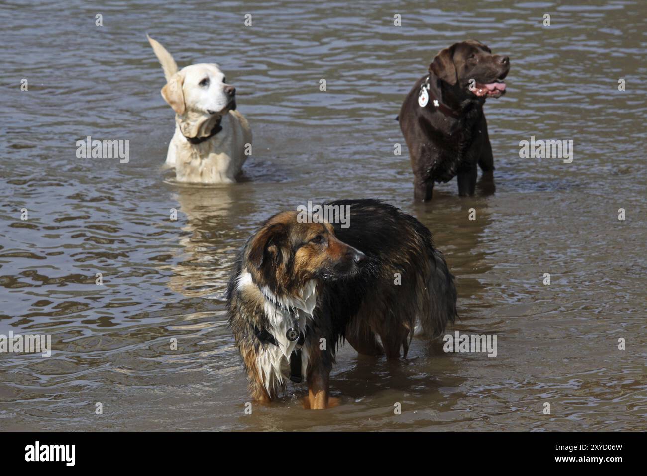 Three dogs in the water Stock Photo - Alamy