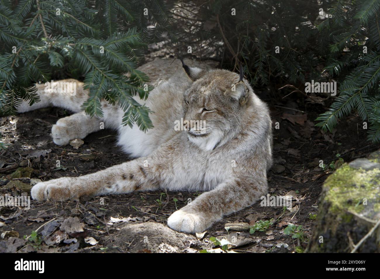 Eurasian lynx attack hi-res stock photography and images - Alamy
