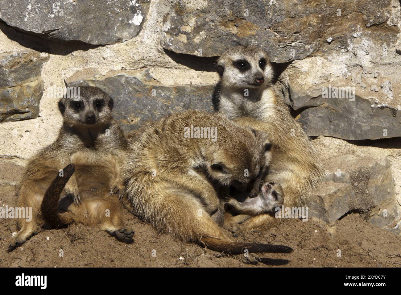 Meerkat family with young Stock Photo - Alamy