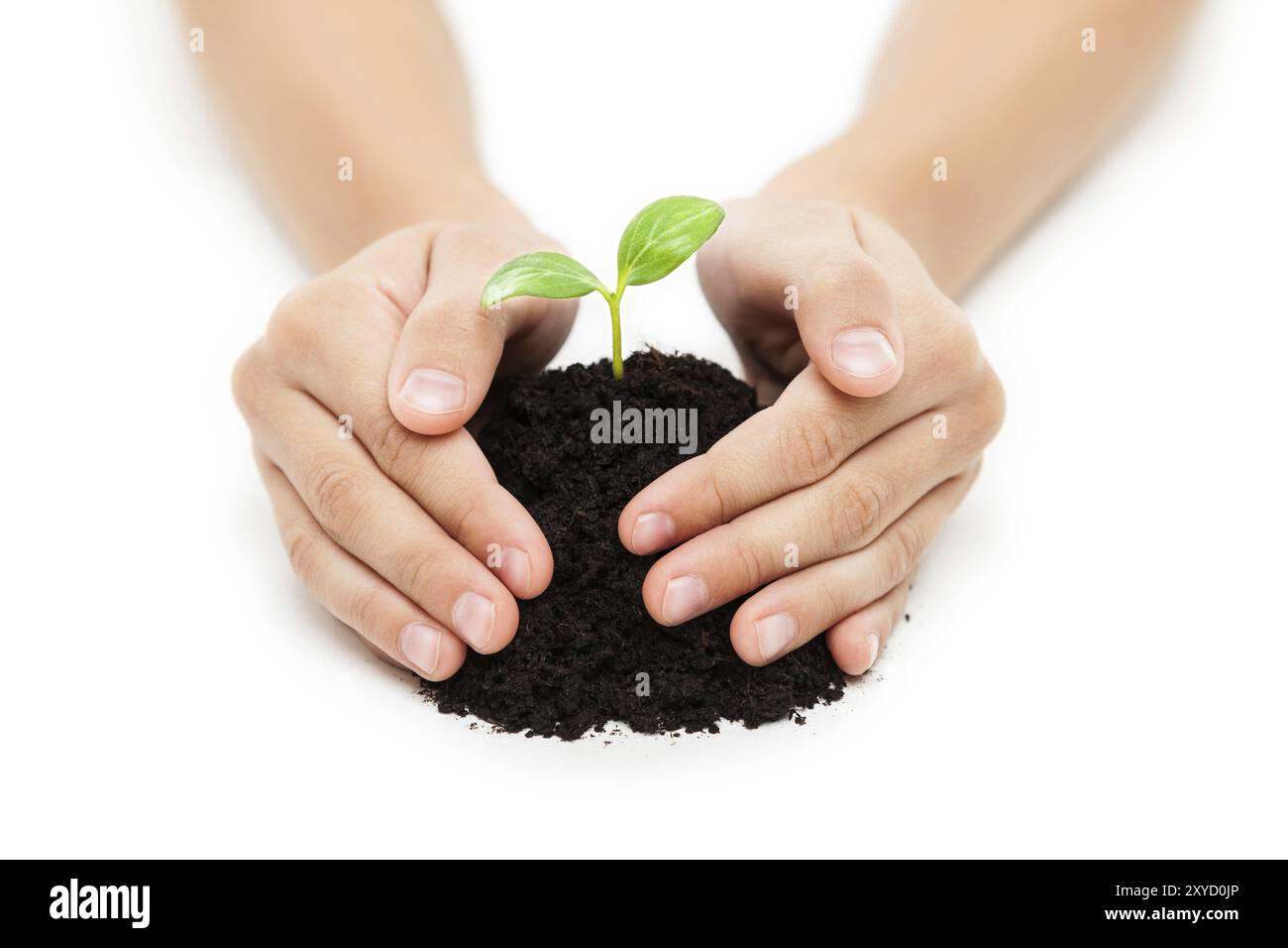 New life concept, human hand holding small green plant sprout leaf ...
