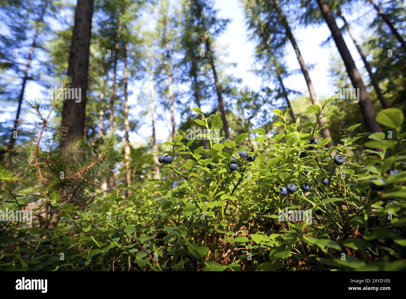 Fruits in wild hi-res stock photography and images - Alamy