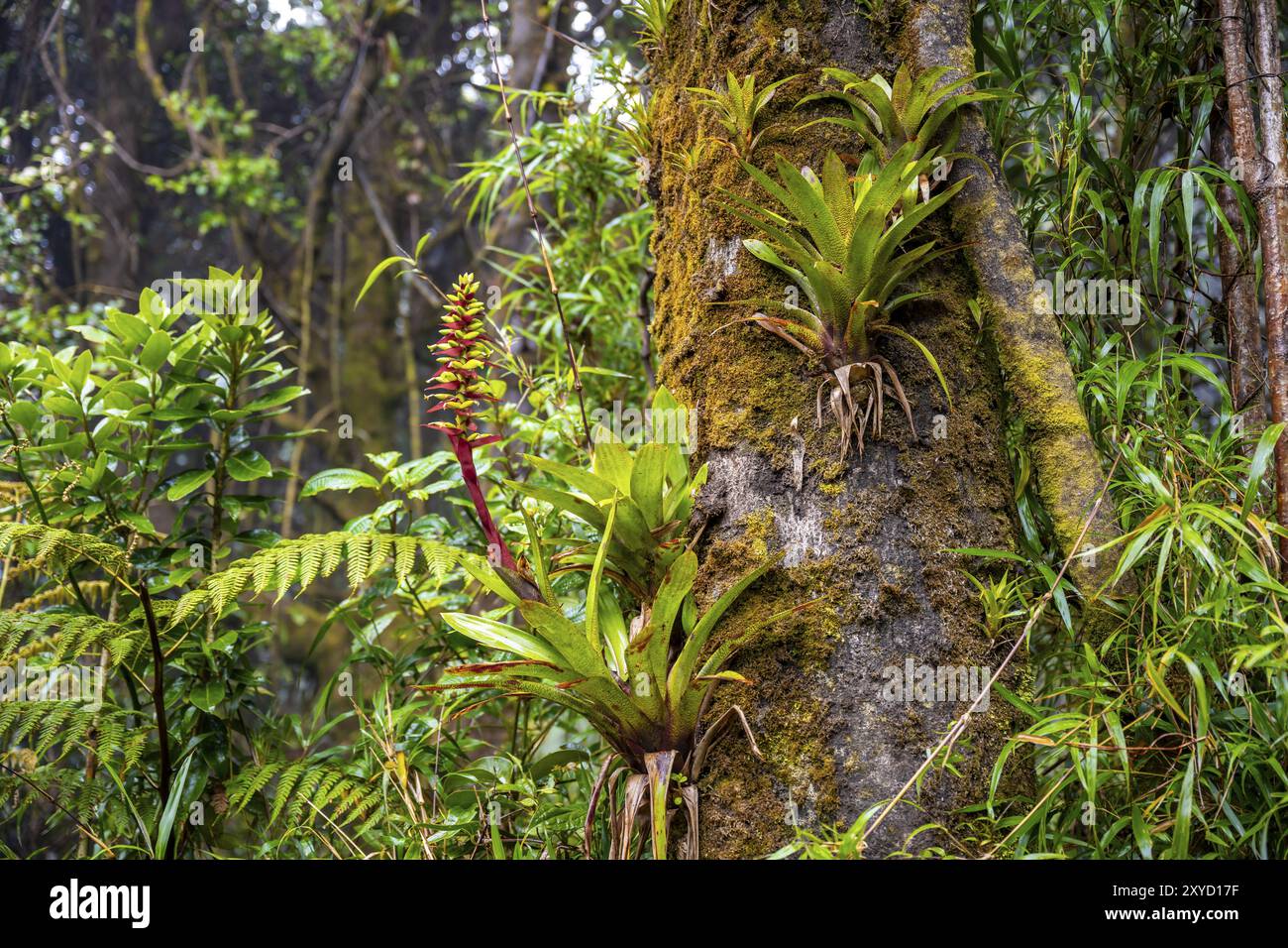 Bromeliads (Bromeliaceae) growing on a tree trunk in the rainforest ...