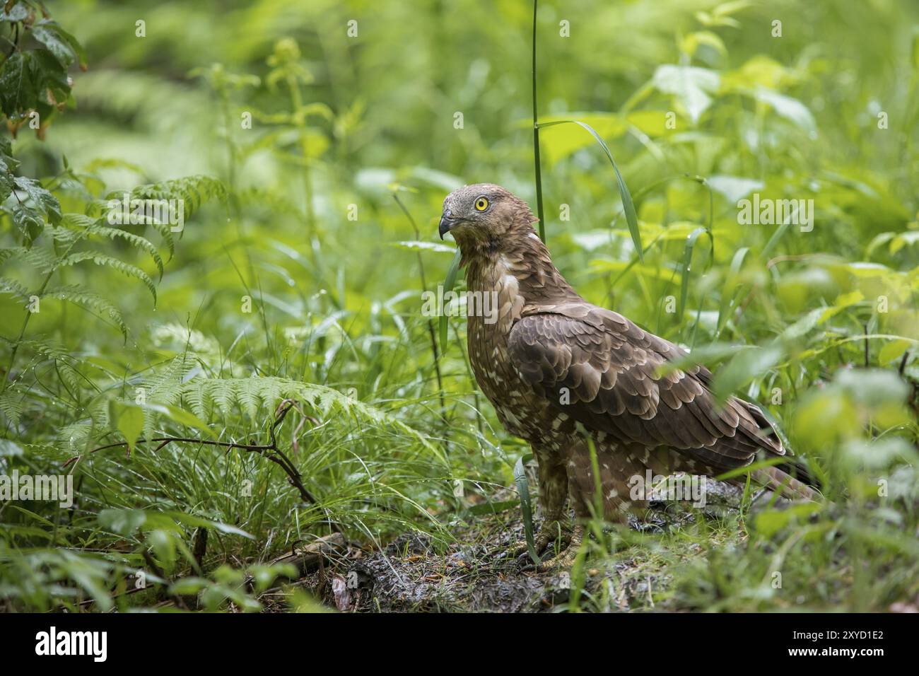 Honey buzzard, female, European honey buzzard, female, Pernis apivorus ...
