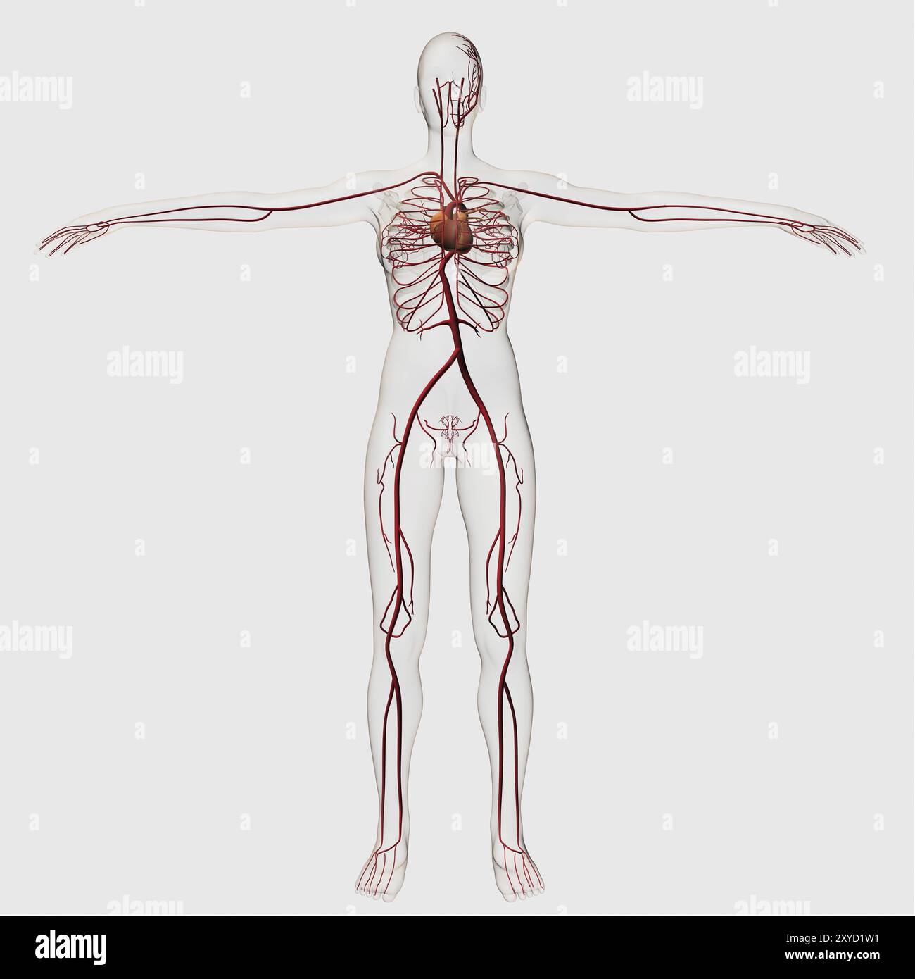 Heart anatomy pictures hi-res stock photography and images - Alamy