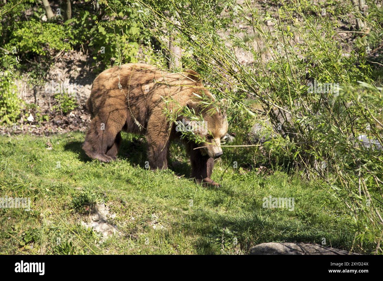 A brown bear in the Bear Park in the swiss city of Bern Stock Photo - Alamy