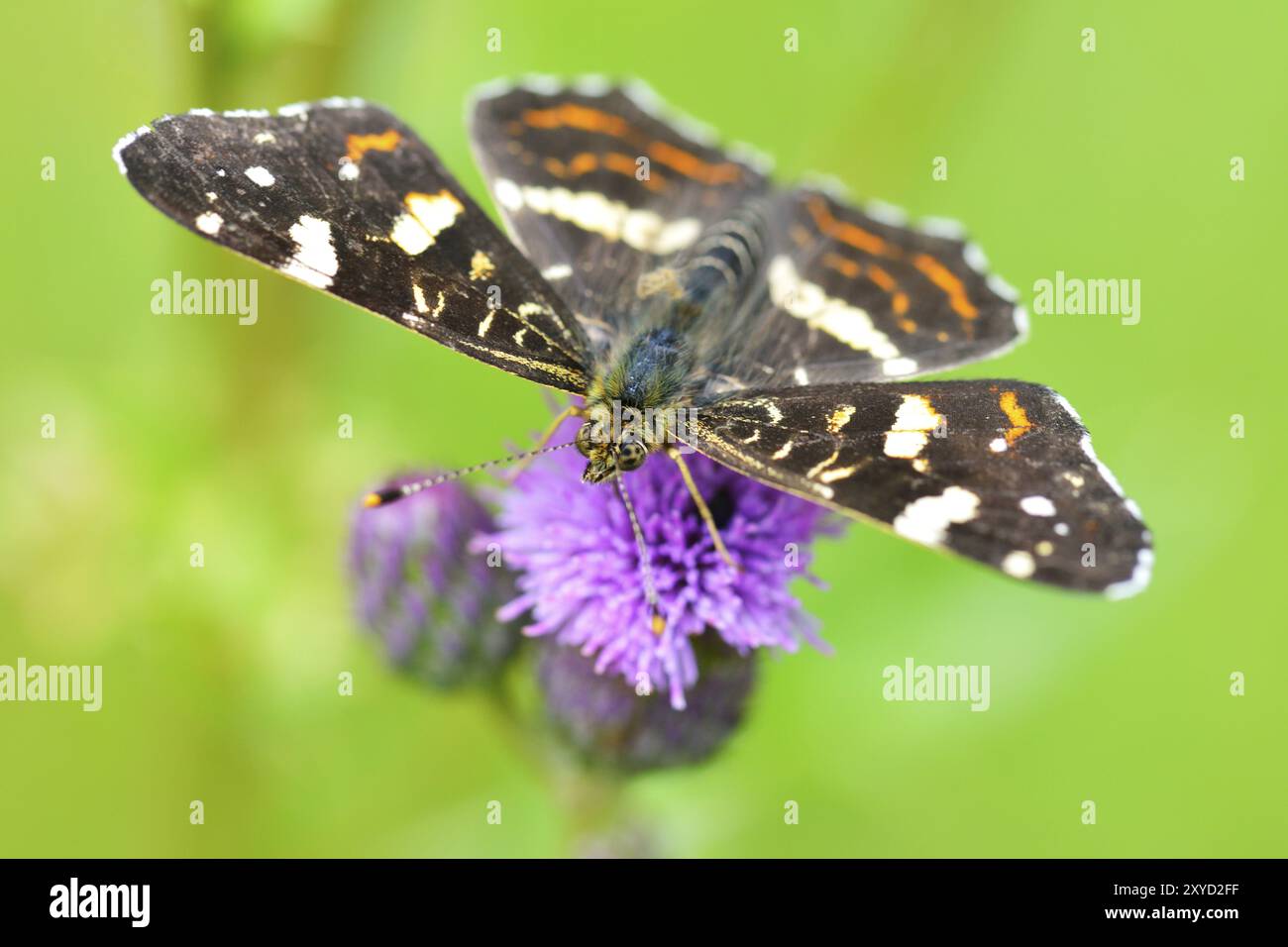 Maps butterflies hi-res stock photography and images - Alamy