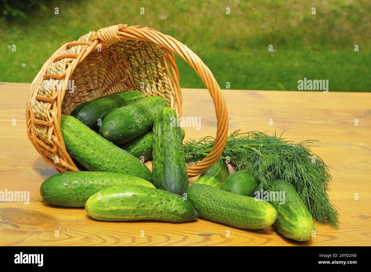 One green fresh gherkin hi-res stock photography and images - Alamy