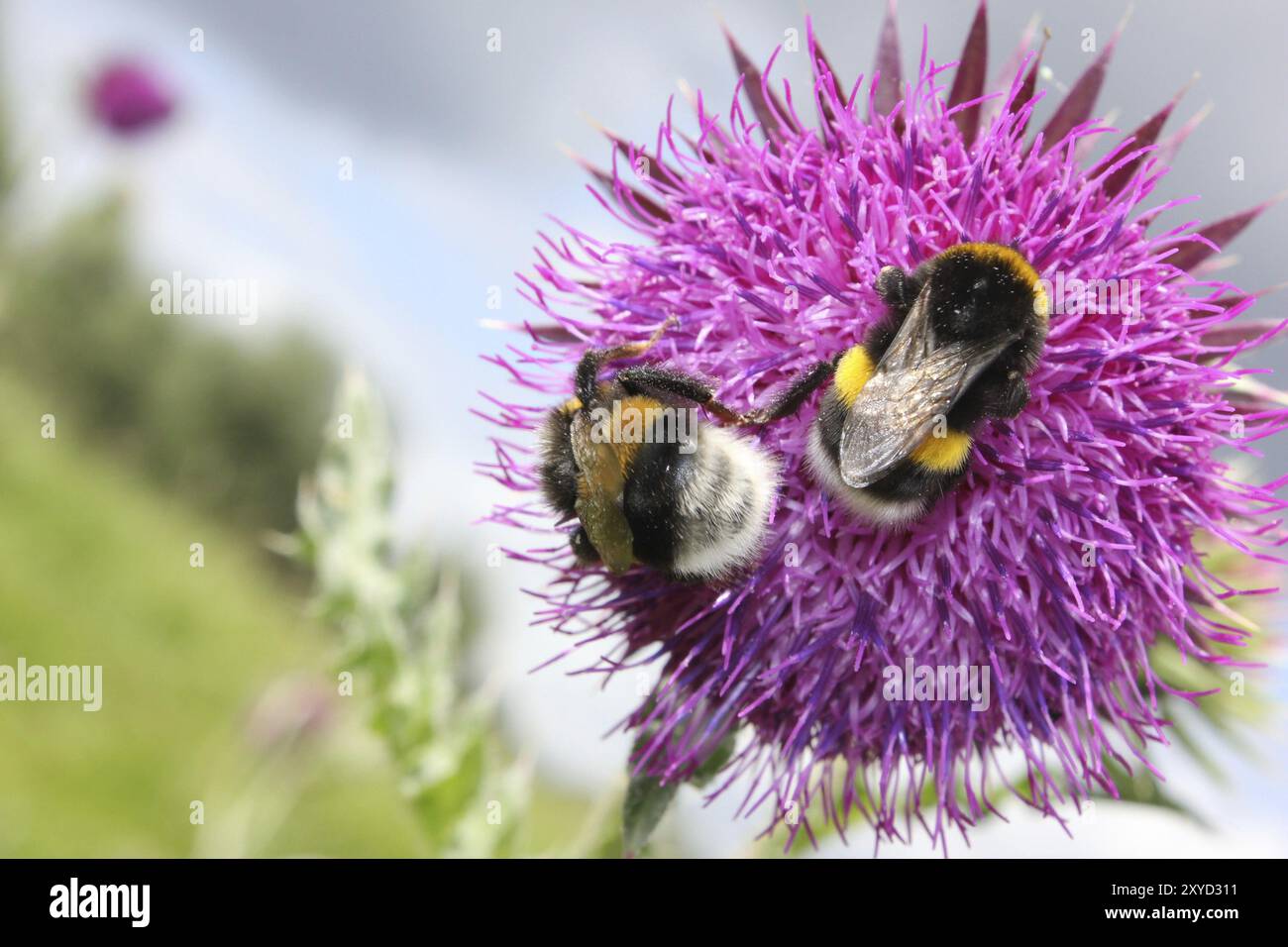 Two thistle plants hi-res stock photography and images - Alamy