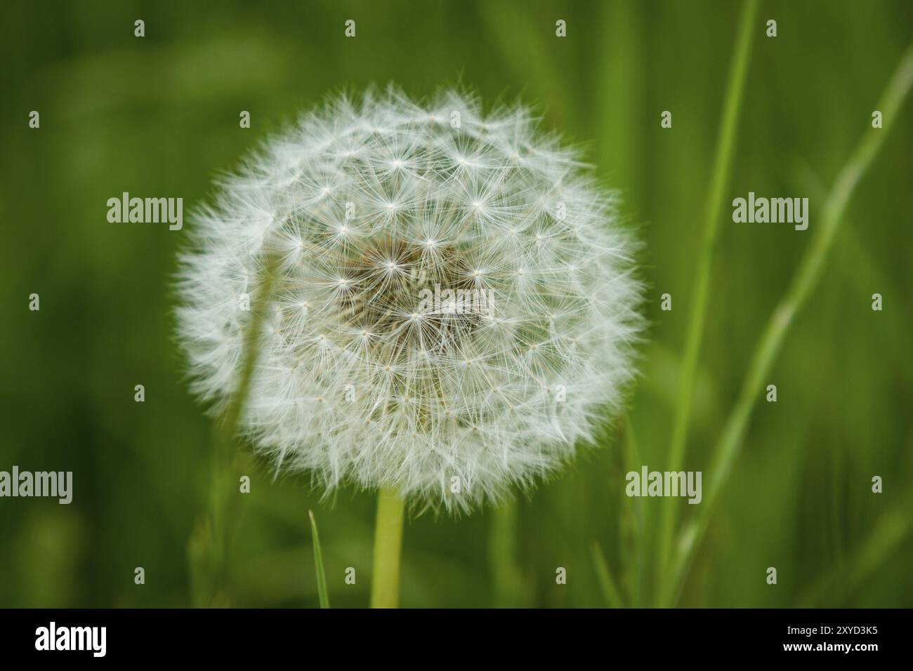 Life cycle of a dandelion hi-res stock photography and images - Alamy
