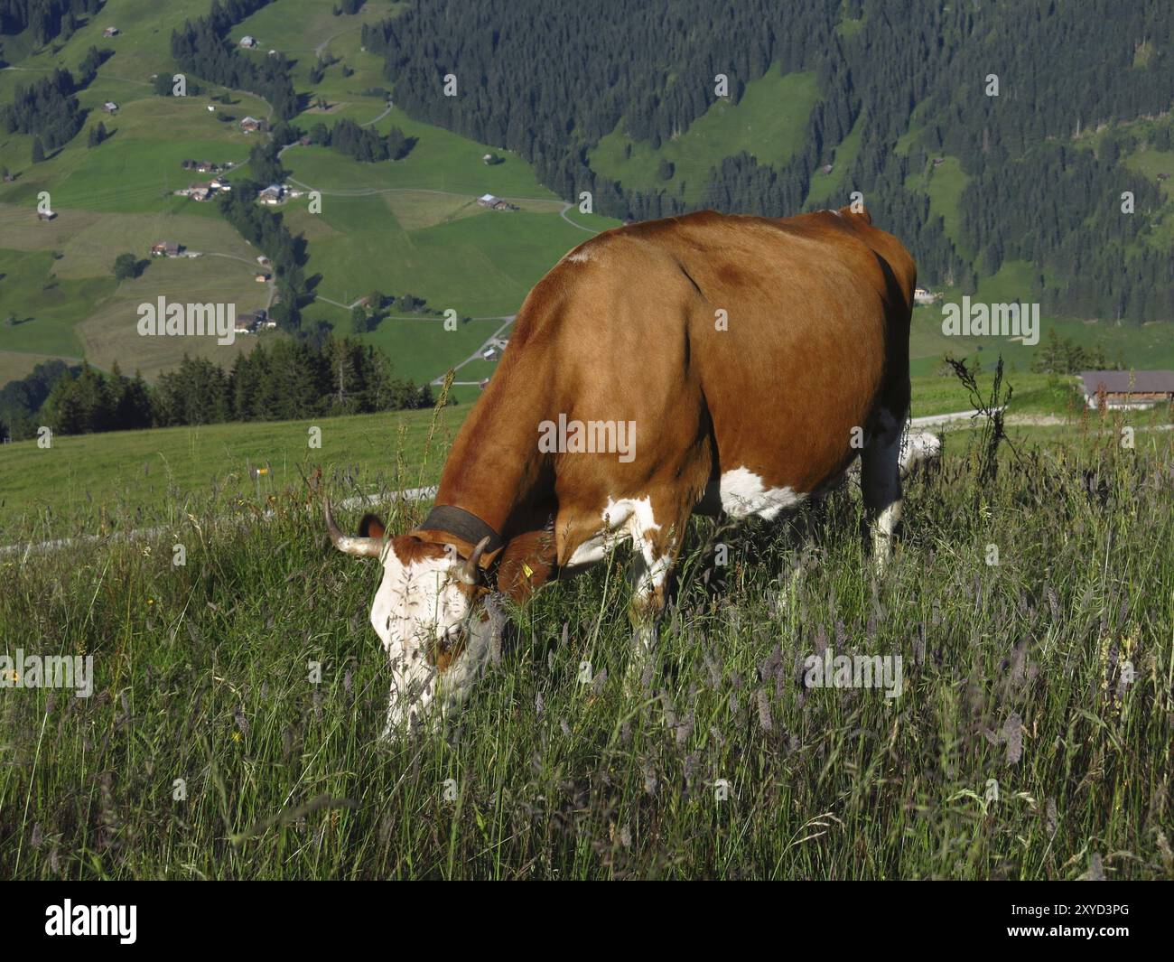 Grazing Swiss cow Stock Photo - Alamy
