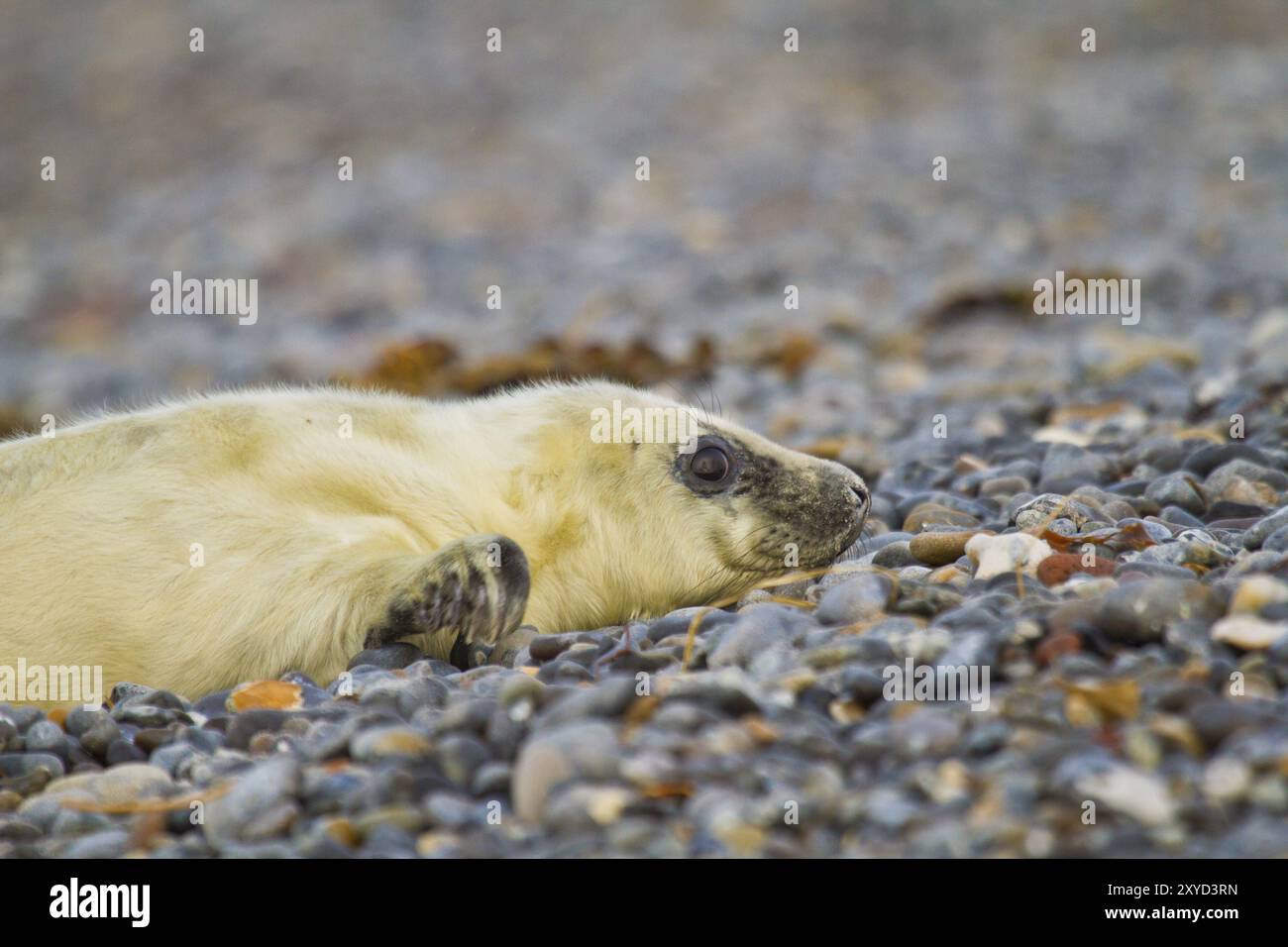 Very young grey seal on a pebble beach Stock Photo - Alamy