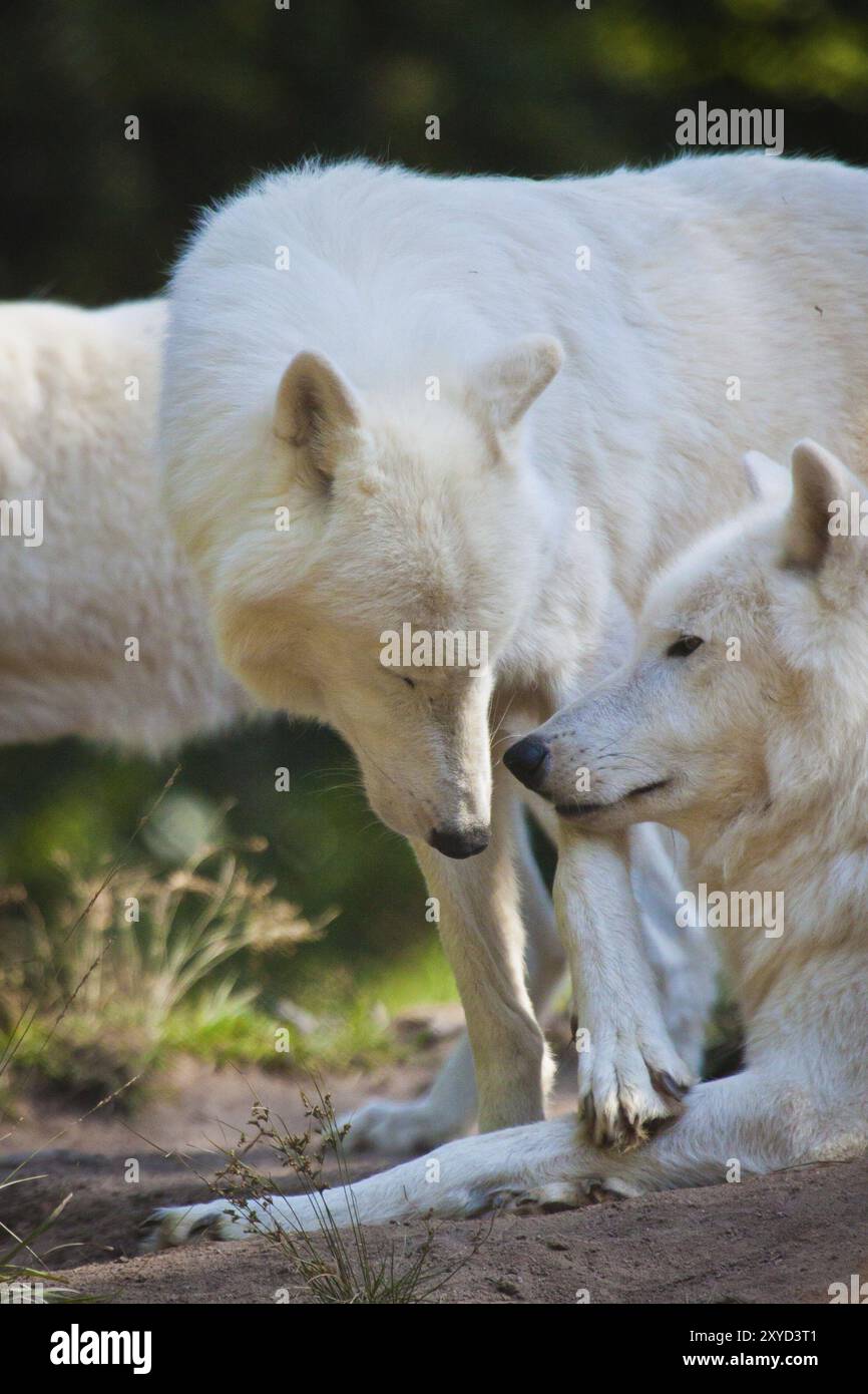 Arctic wolf (Canis lupus arctos Stock Photo - Alamy