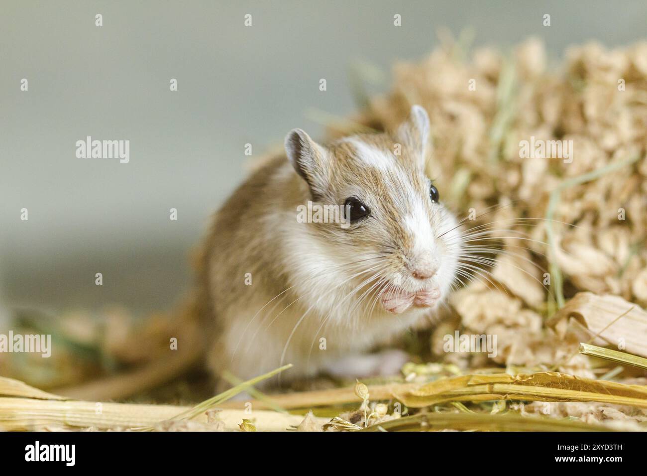 Animals of terrariums hi-res stock photography and images - Alamy