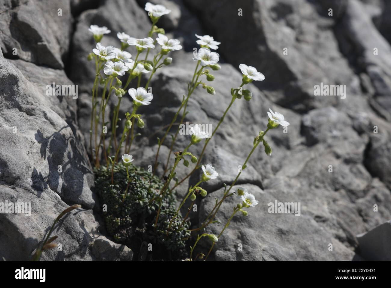 Blue saxifrage hi-res stock photography and images - Alamy