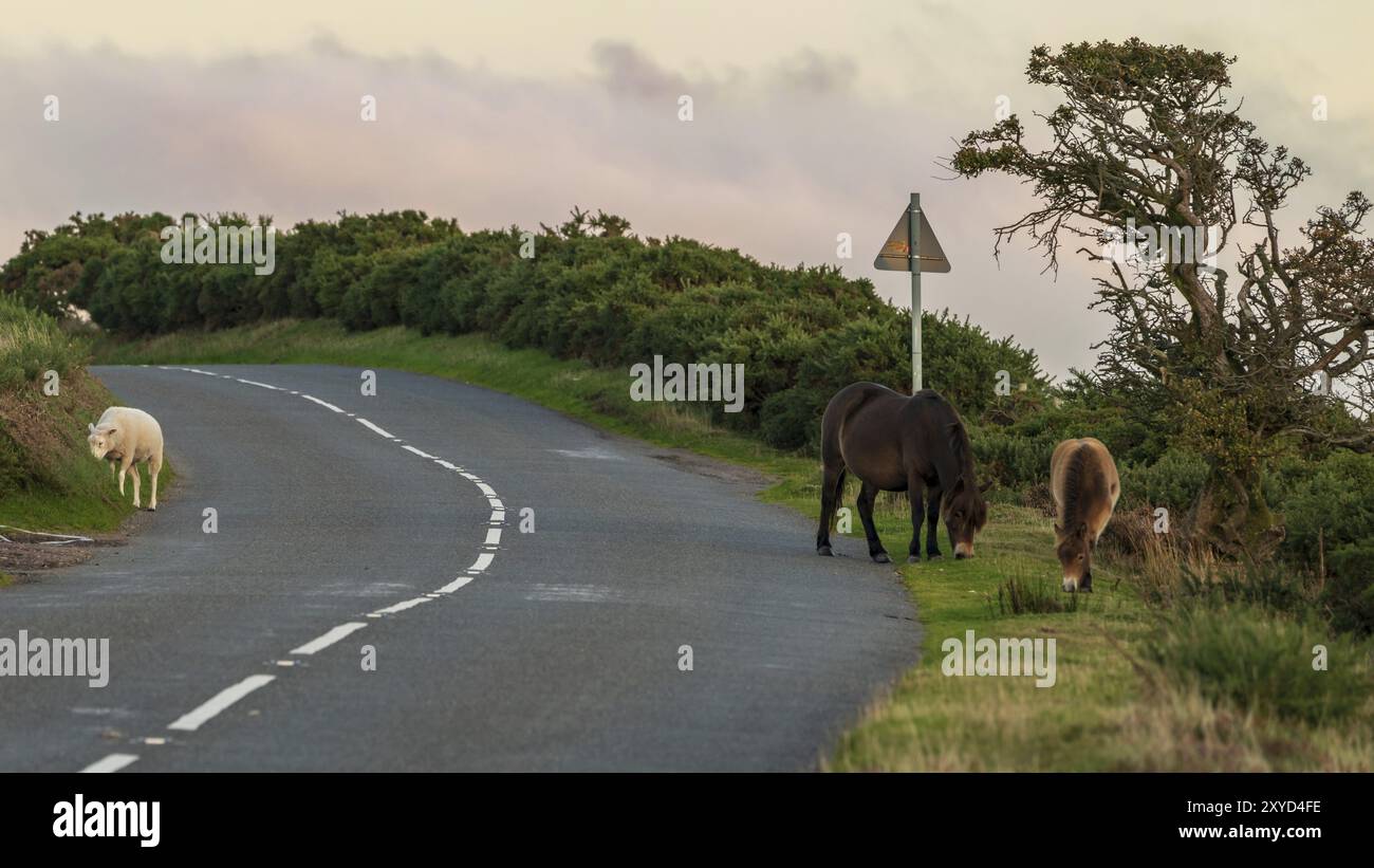 Wild Exmoor Ponies and a sheep, seen on Porlock Hill in Somerset ...