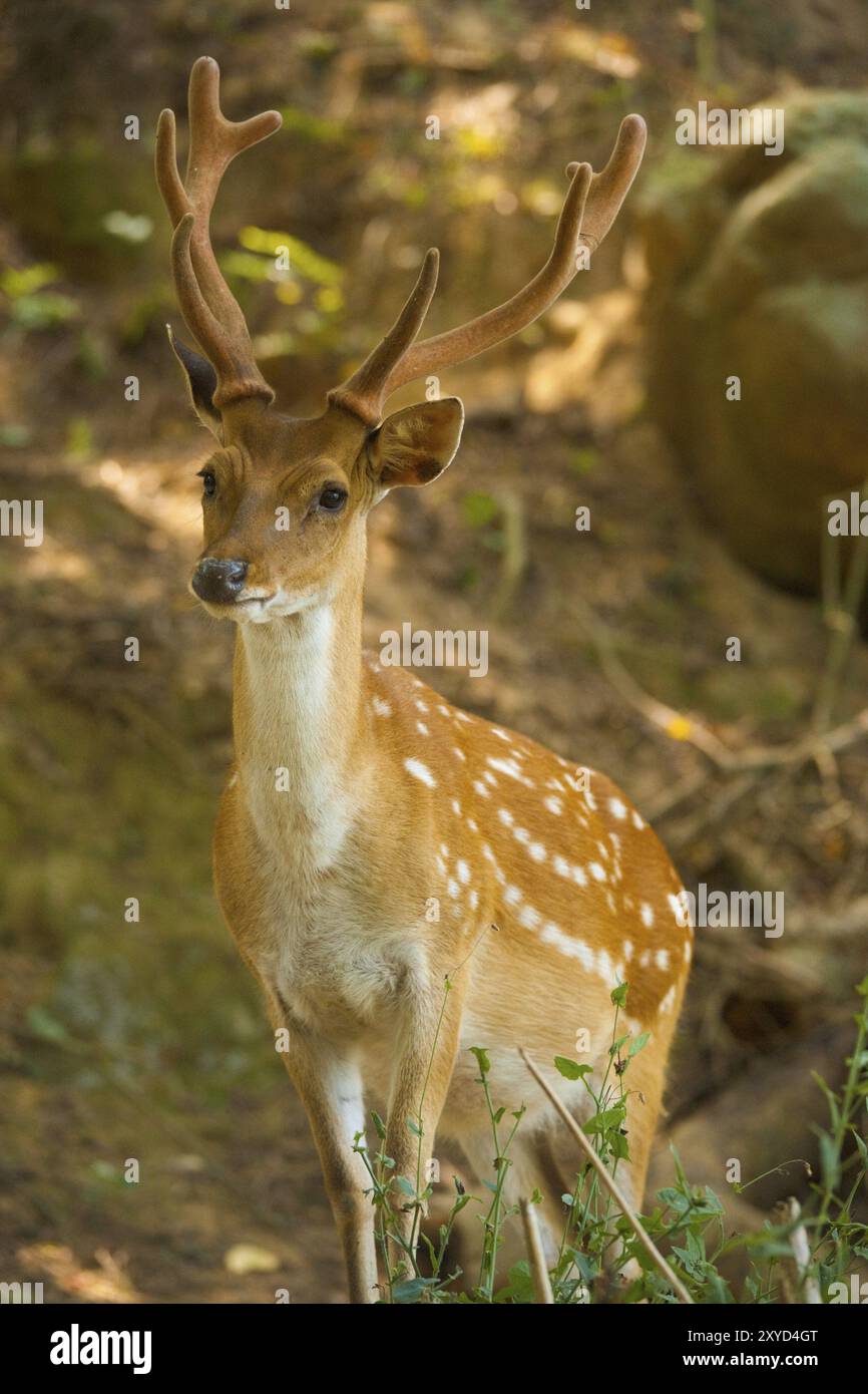 A Formosan Sika Deer (Cervus Nippon Taiouanus) is an introduced species ...