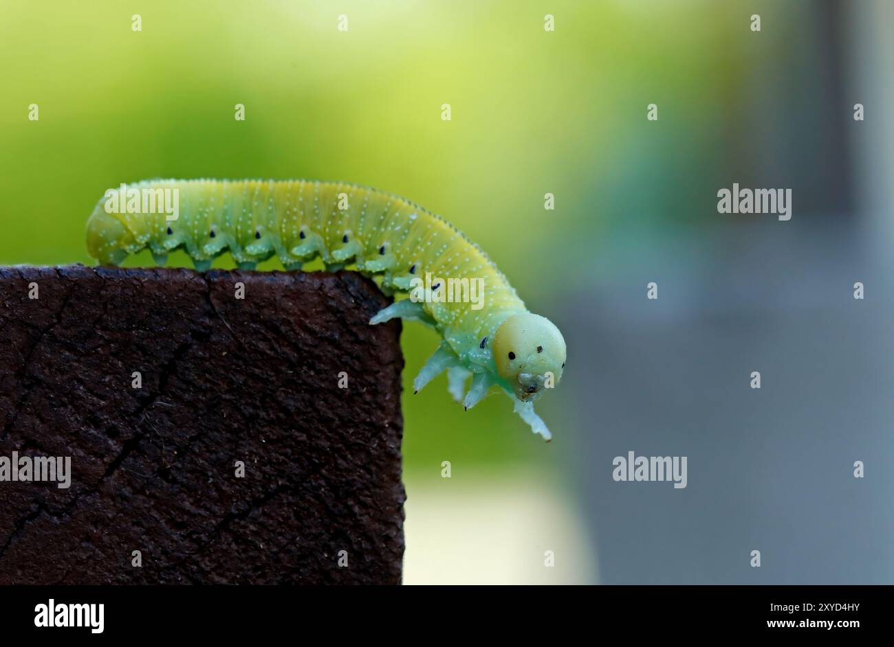 Green small caterpillar crawling on stairs Stock Photo - Alamy