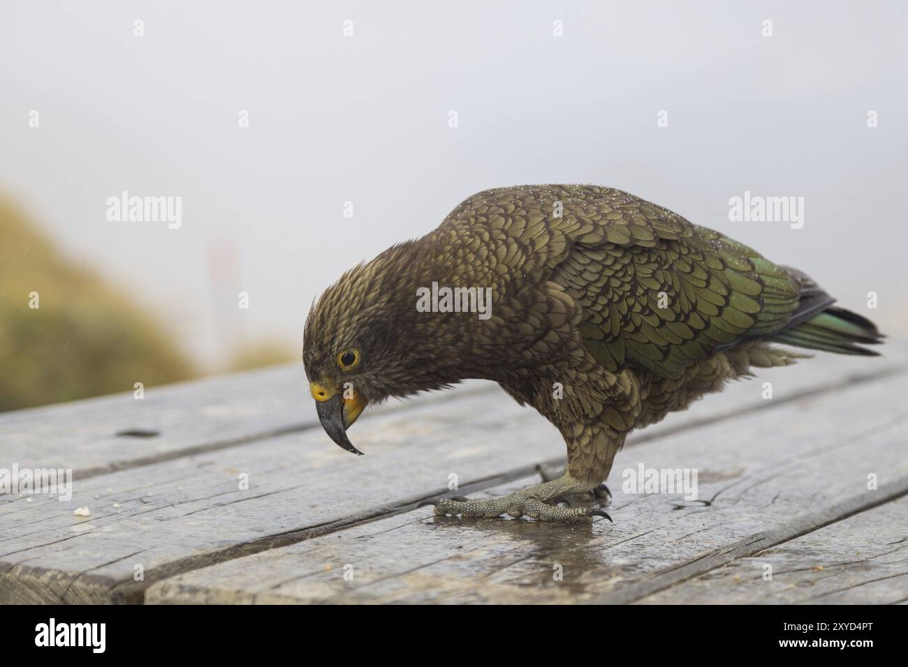 Photoraph of a Kea parrot on the Kepler Track on the South island in ...
