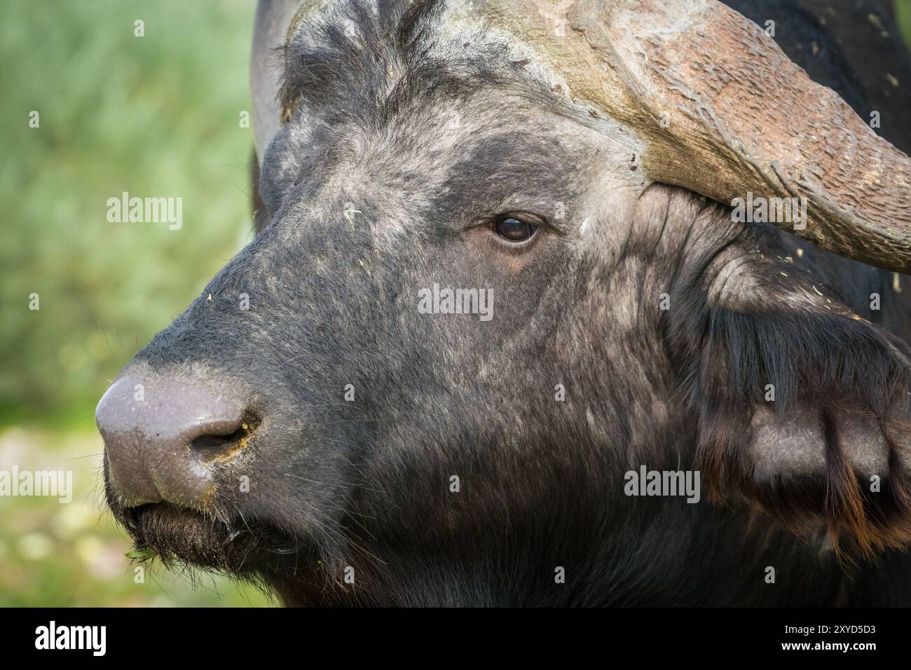 Cape buffalo (Syncerus caffer caffer) close up of face or head side on ...