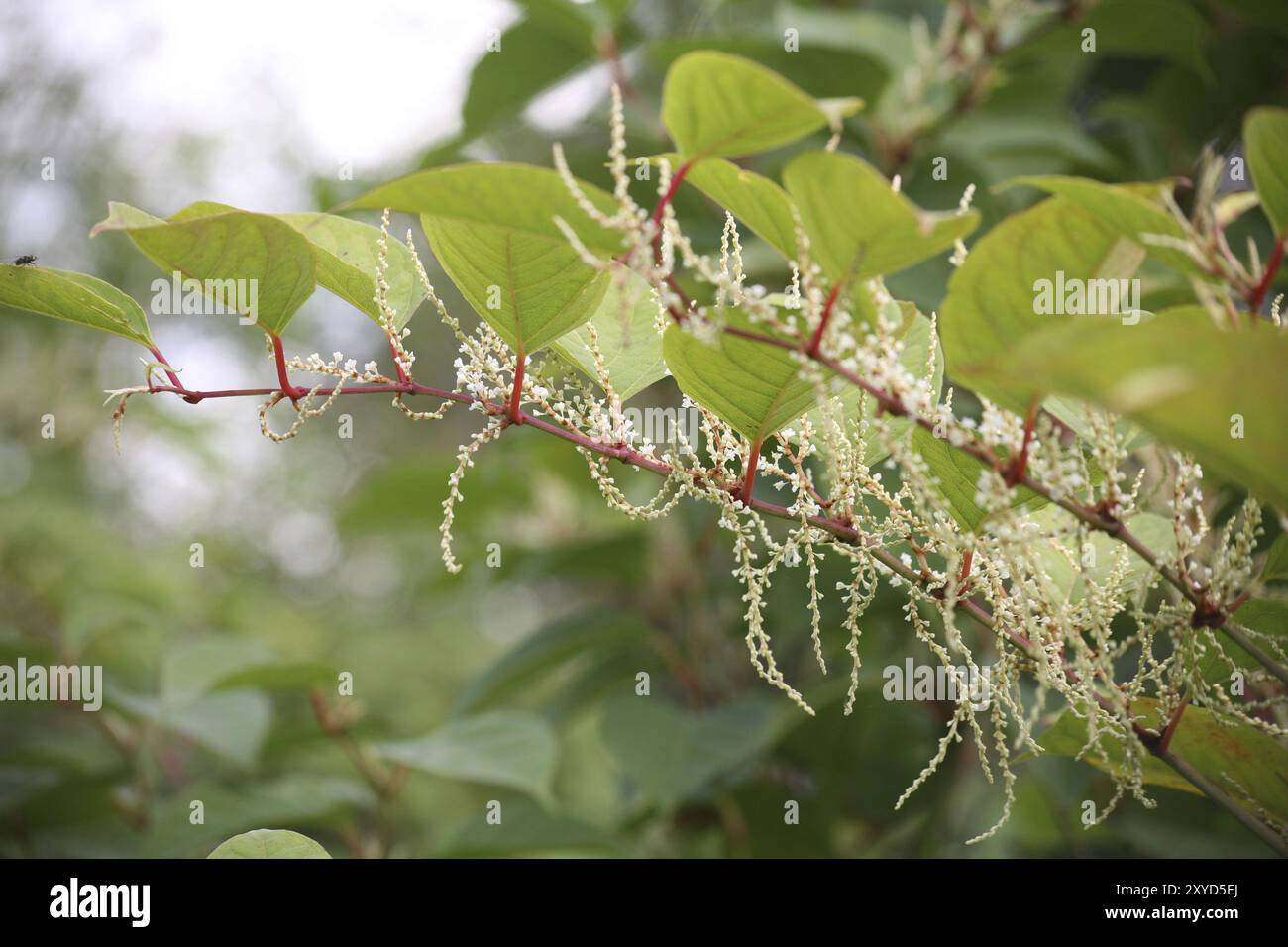 Displaces native species hi-res stock photography and images - Alamy