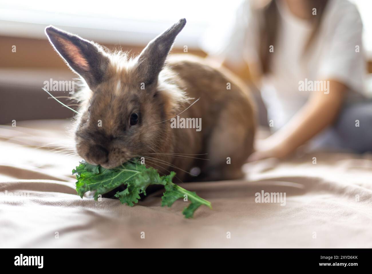 A domestic rabbit eats cabbage. Pet concept Stock Photo - Alamy