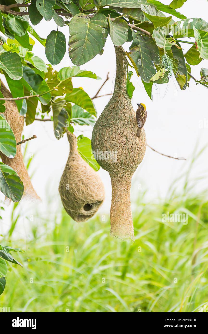 Baya weaver bird nest on branch of the tree in nature Stock Photo - Alamy