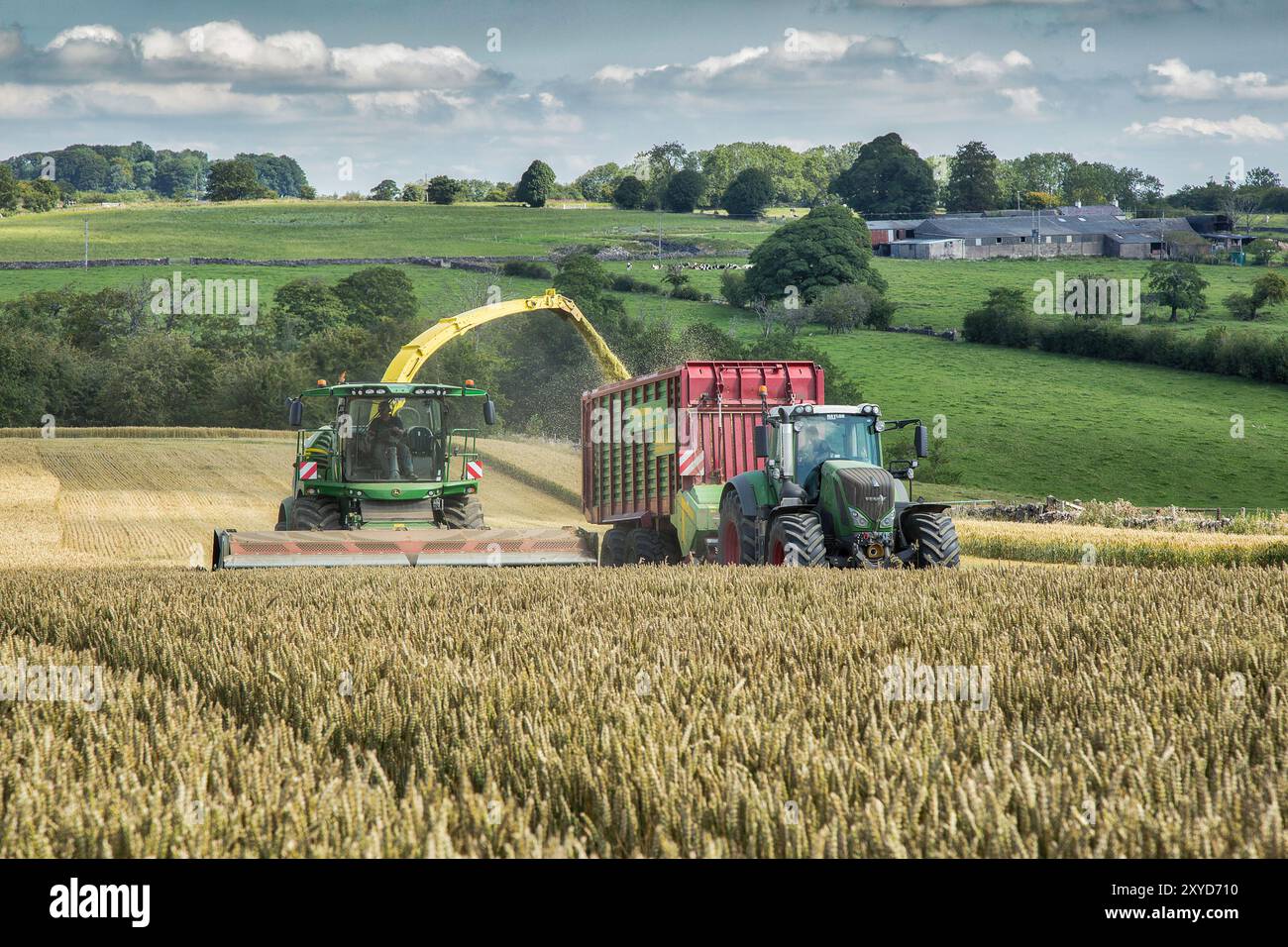 Silaging whole crop maize with a Forage Harvester and tractor and ...
