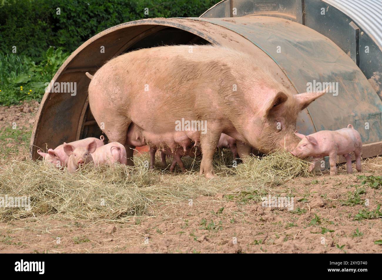 Baby piglets and mother hi-res stock photography and images - Alamy