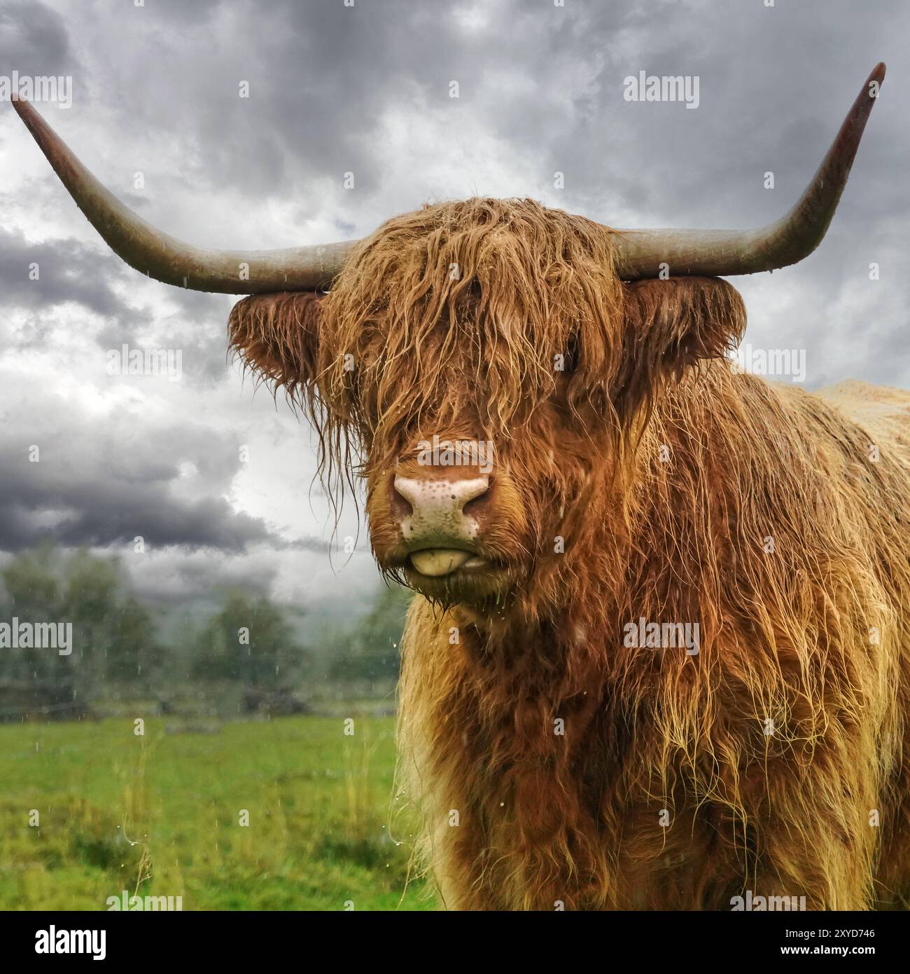 A Highland cow soaking wet from a recent downpour of rain licks her ...