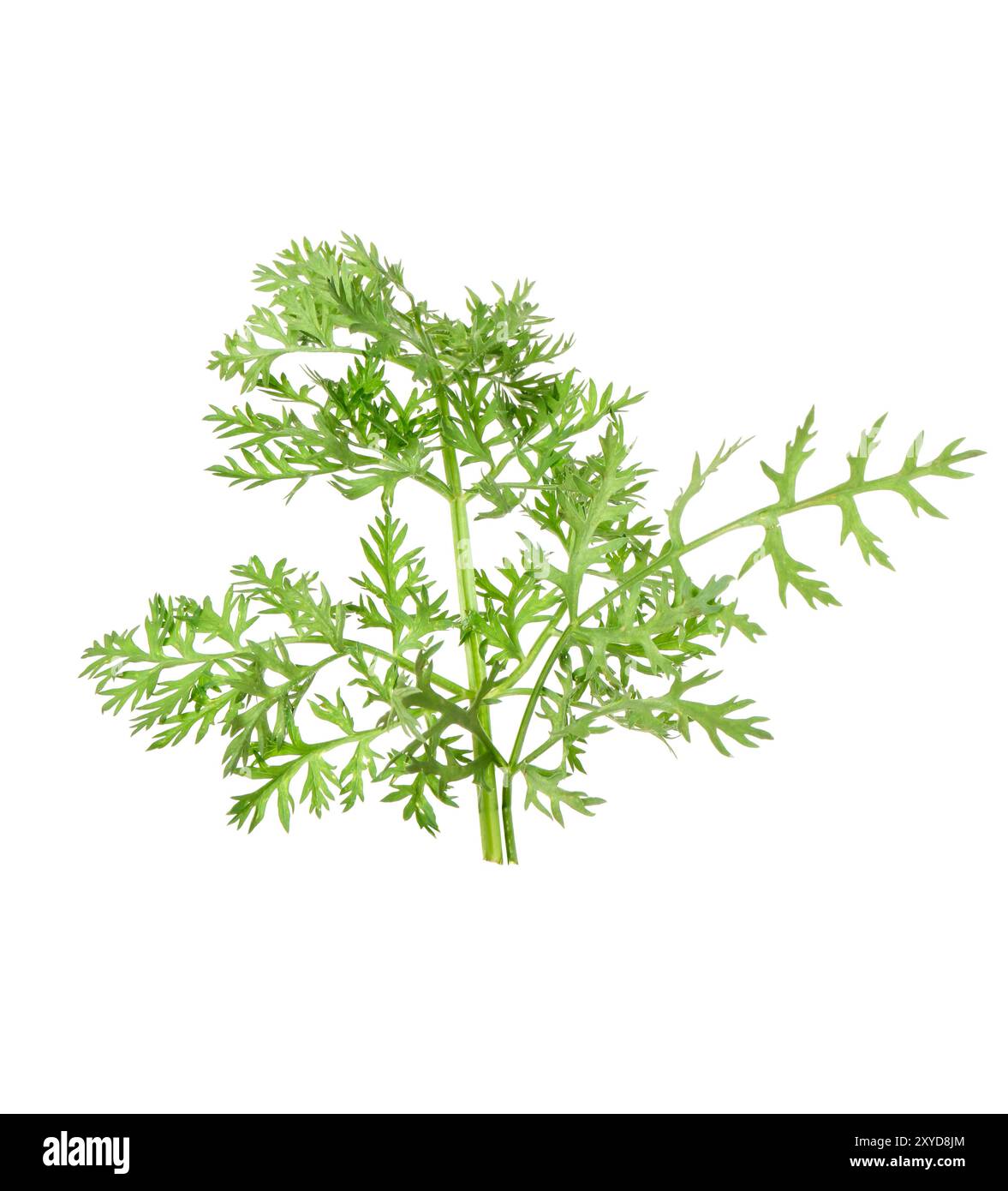 Natural background green twigs Cut Out Stock Images & Pictures - Alamy