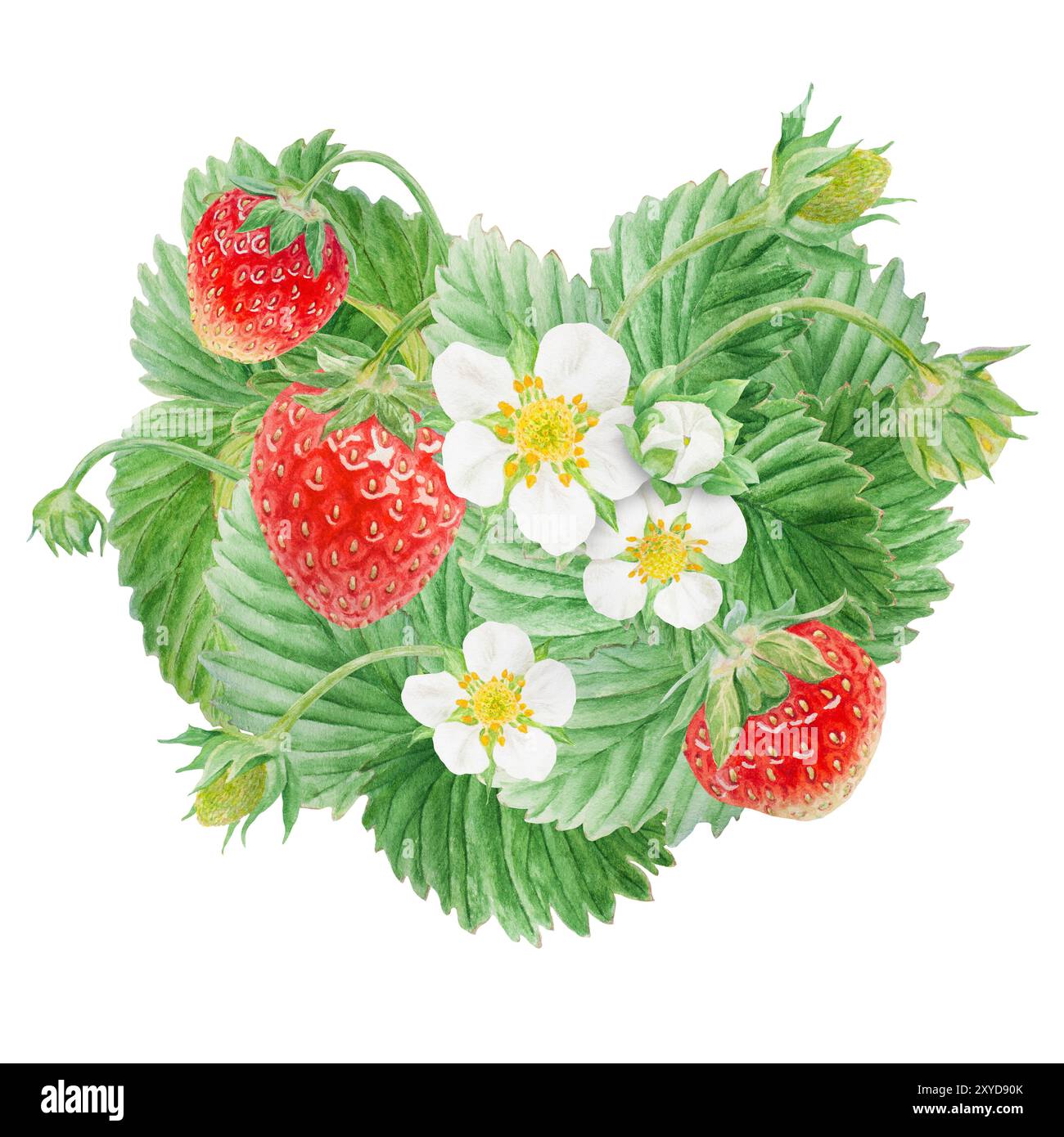 Red strawberry with white flowers heart bush hand drawn watercolor ...