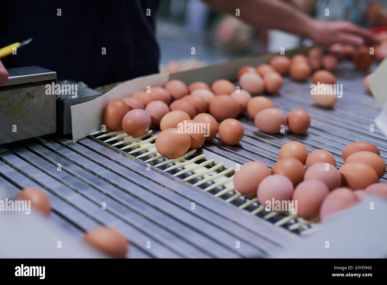 Chicken eggs, farming and hands at machine for sorting, quality ...