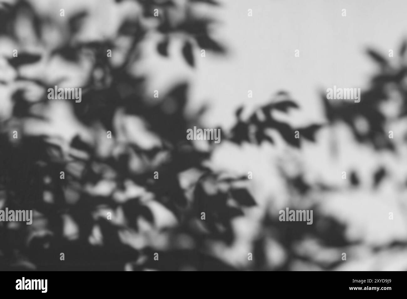Dappled sun in leaves Black and White Stock Photos & Images - Alamy
