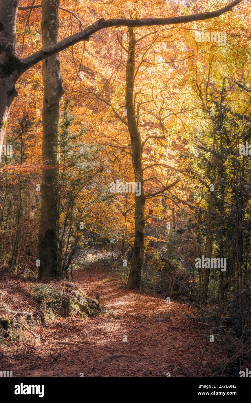 La Grevolosa beech forest in Catalonia, the autumn colors of the ...
