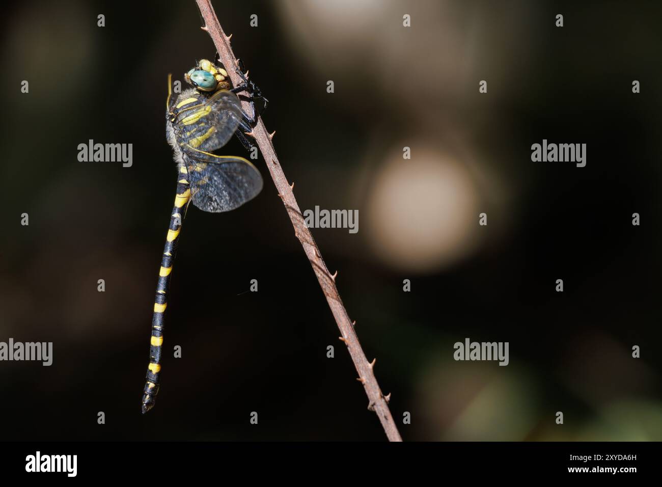 Close up tiger dragonfly cordulegaster hi-res stock photography and ...