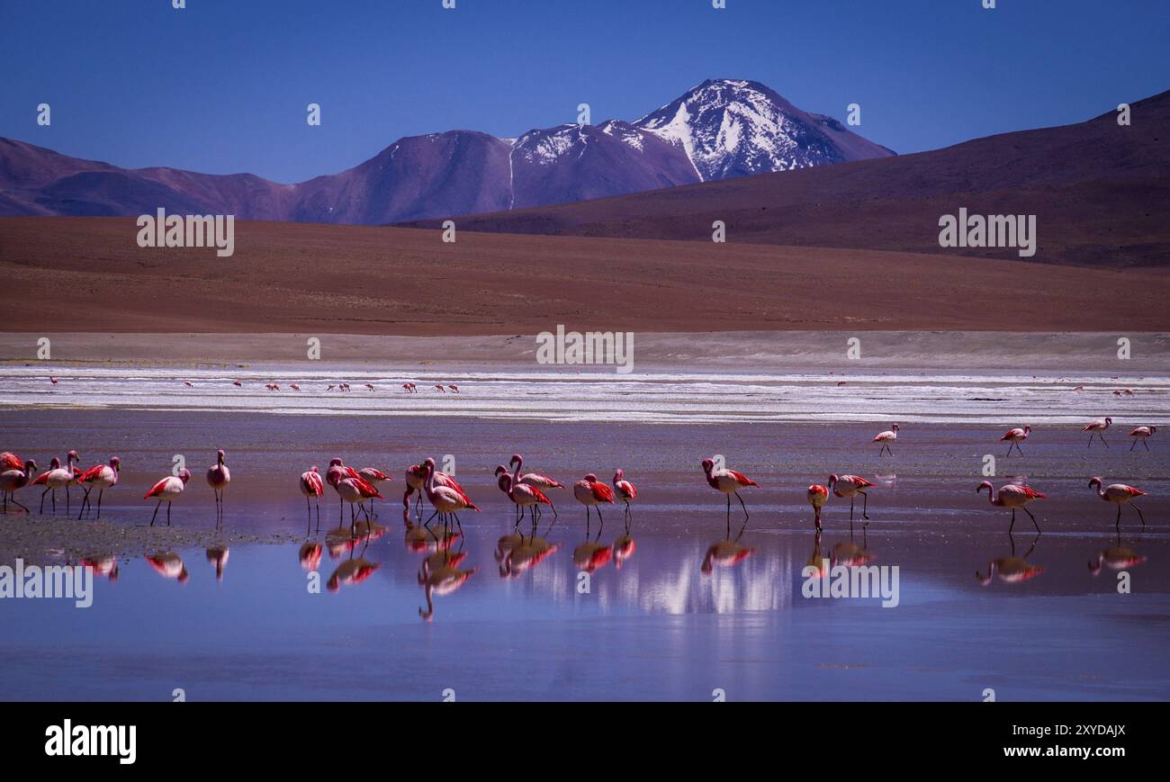 Snow peaked mountains reflect in a blue lagoon where flamingos stand ...