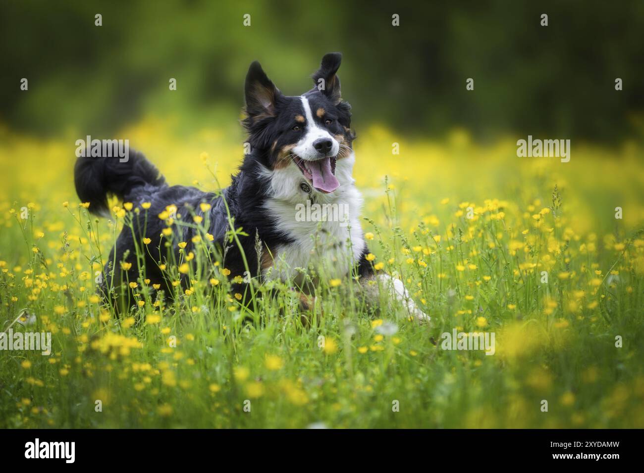 Dog romping hi-res stock photography and images - Alamy