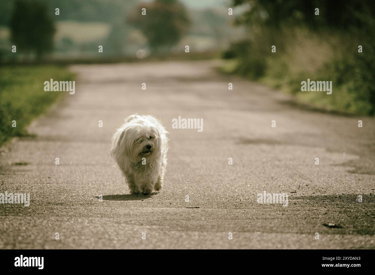 Dog runs in street hi-res stock photography and images - Alamy